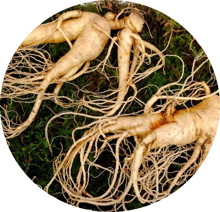 Kořen bylinky, má velmi silný účinek. · Darka shop